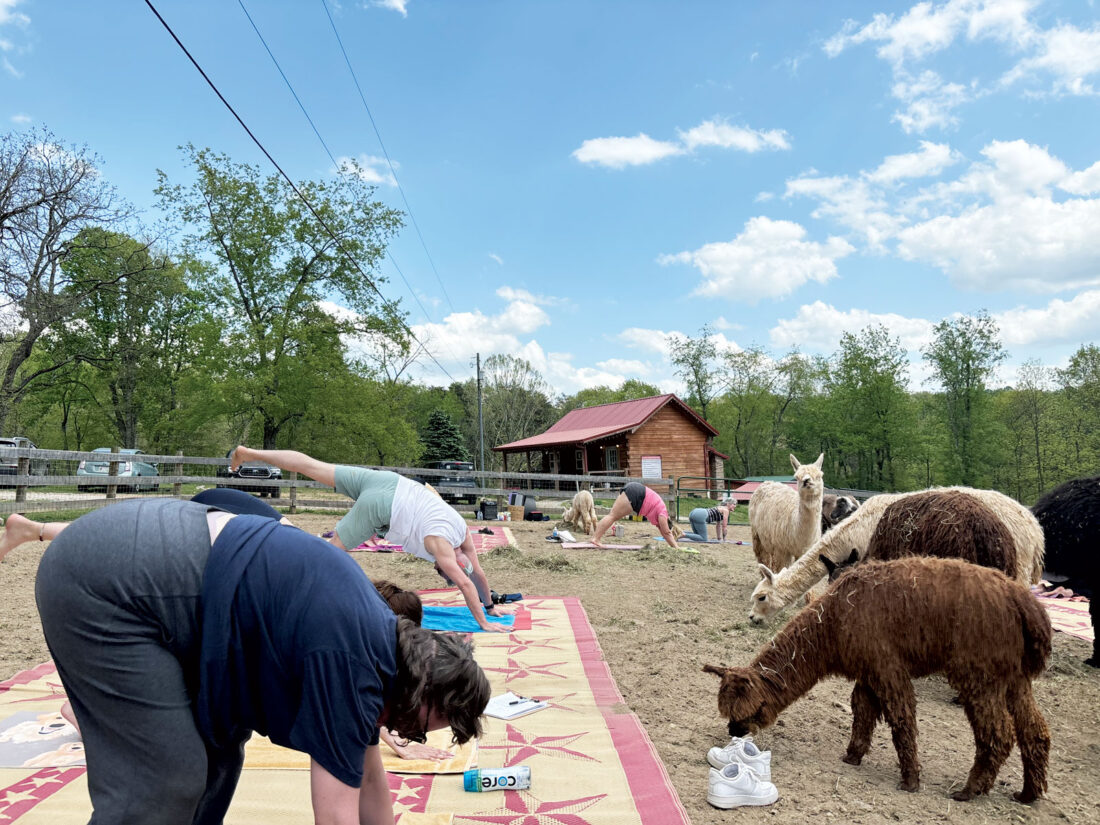 Yoga class gets up close with alpacas | News, Sports, Jobs - Marietta Times
